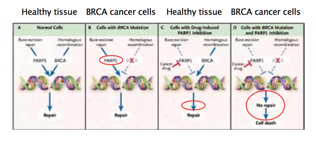 Use of PARP inhibitors in ovarian cancer | Cancer World Archive